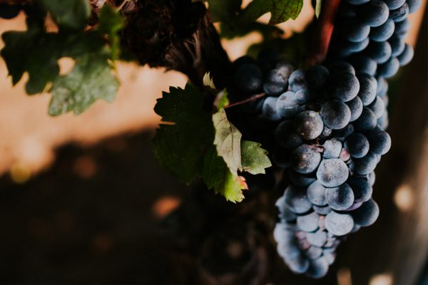 Il Primitivo | Ambasciatore della Puglia nel Mondo | Tenute Rubino